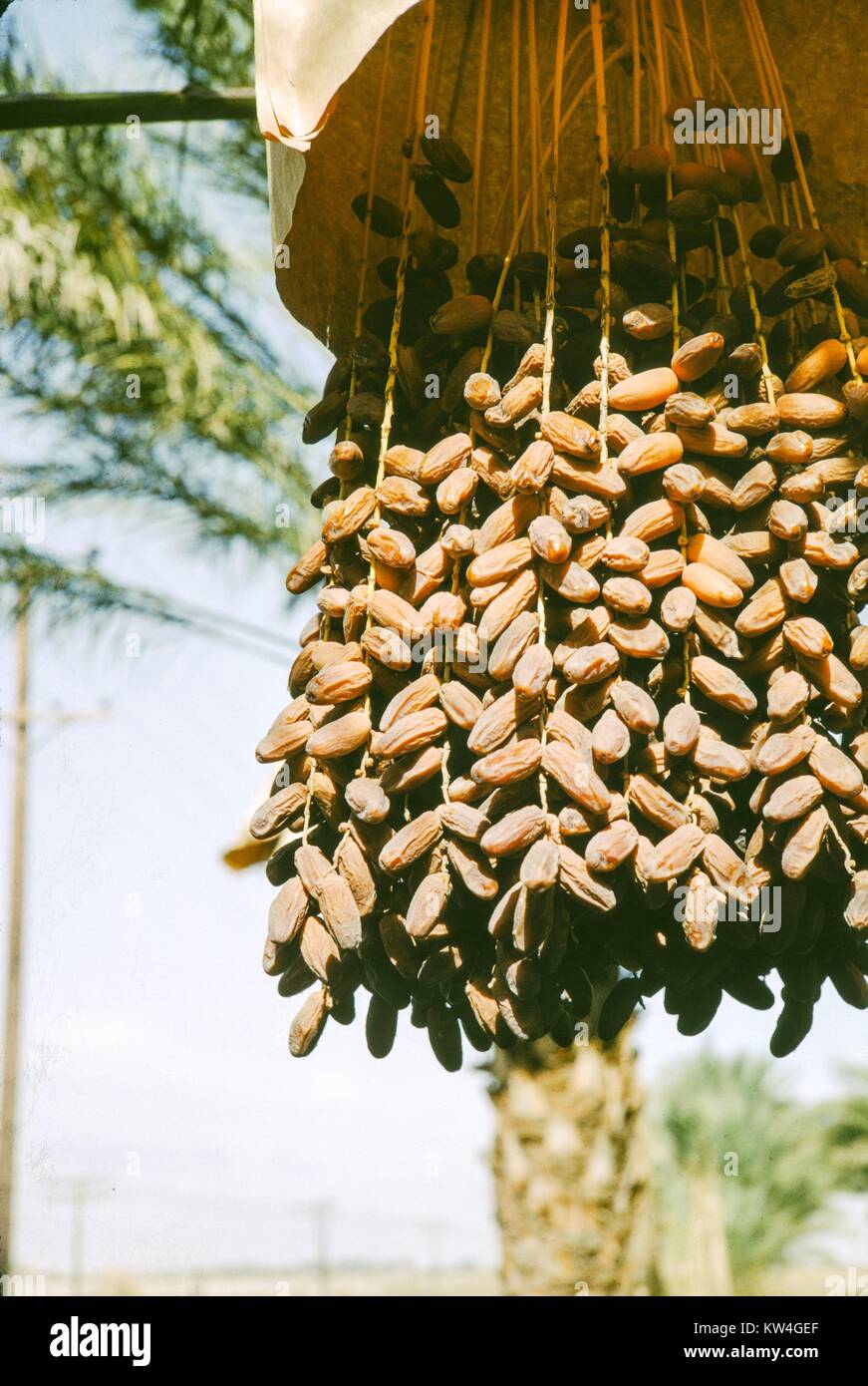 Bunches of dates hanging from a date palm tree, 1975 Stock Photo - Alamy
