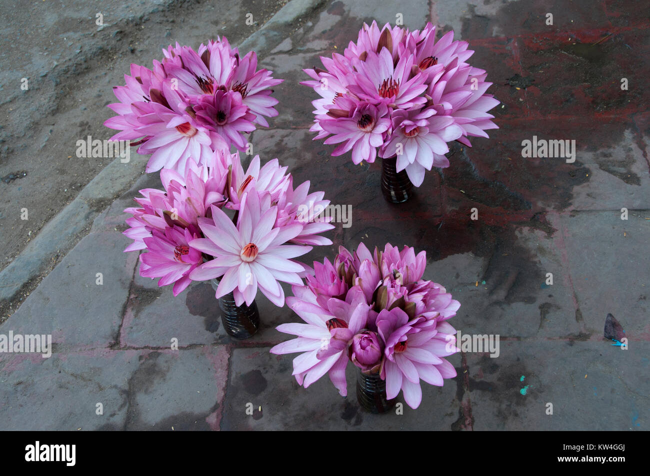 Lotus tree hi-res stock photography and images - Alamy