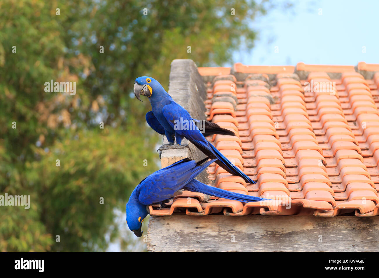 Couple of Hyacinth macaw from Pantanal, Brazil. Brazilian wildlife ...