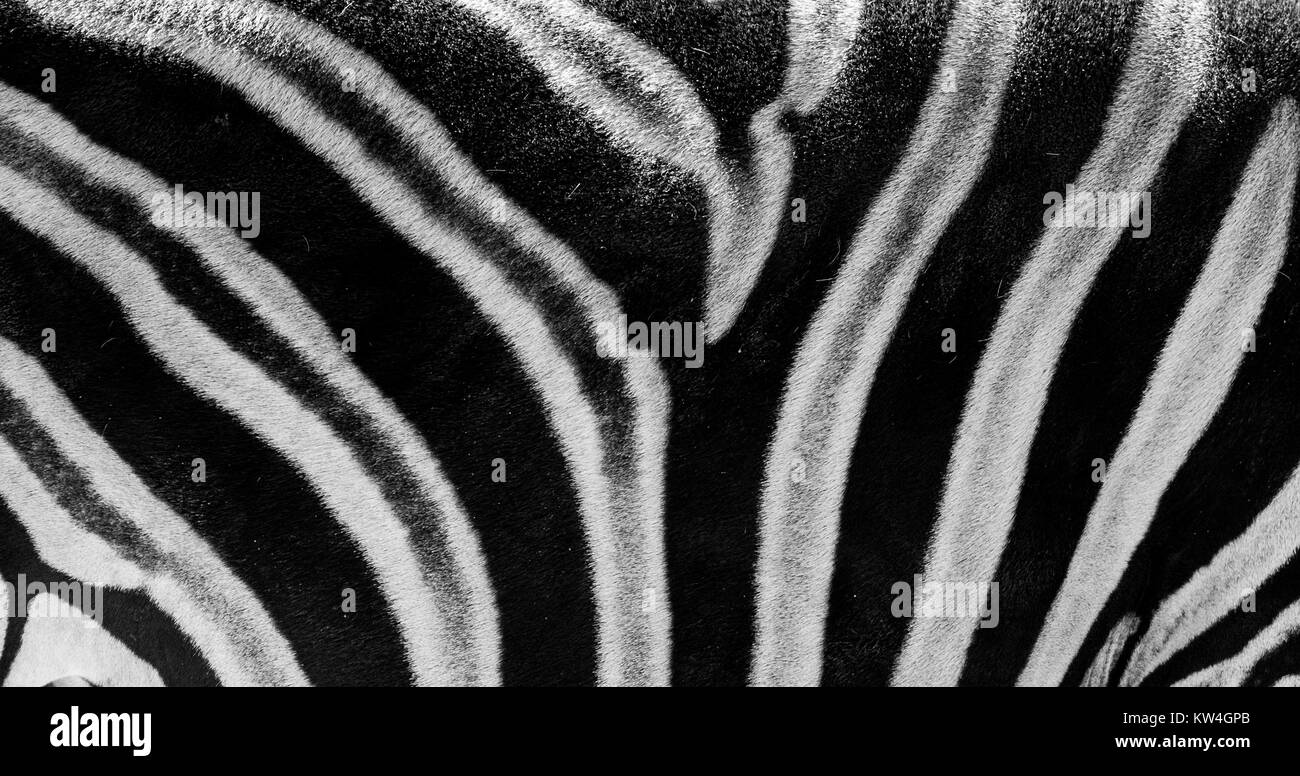 zebra skin Stock Photo - Alamy