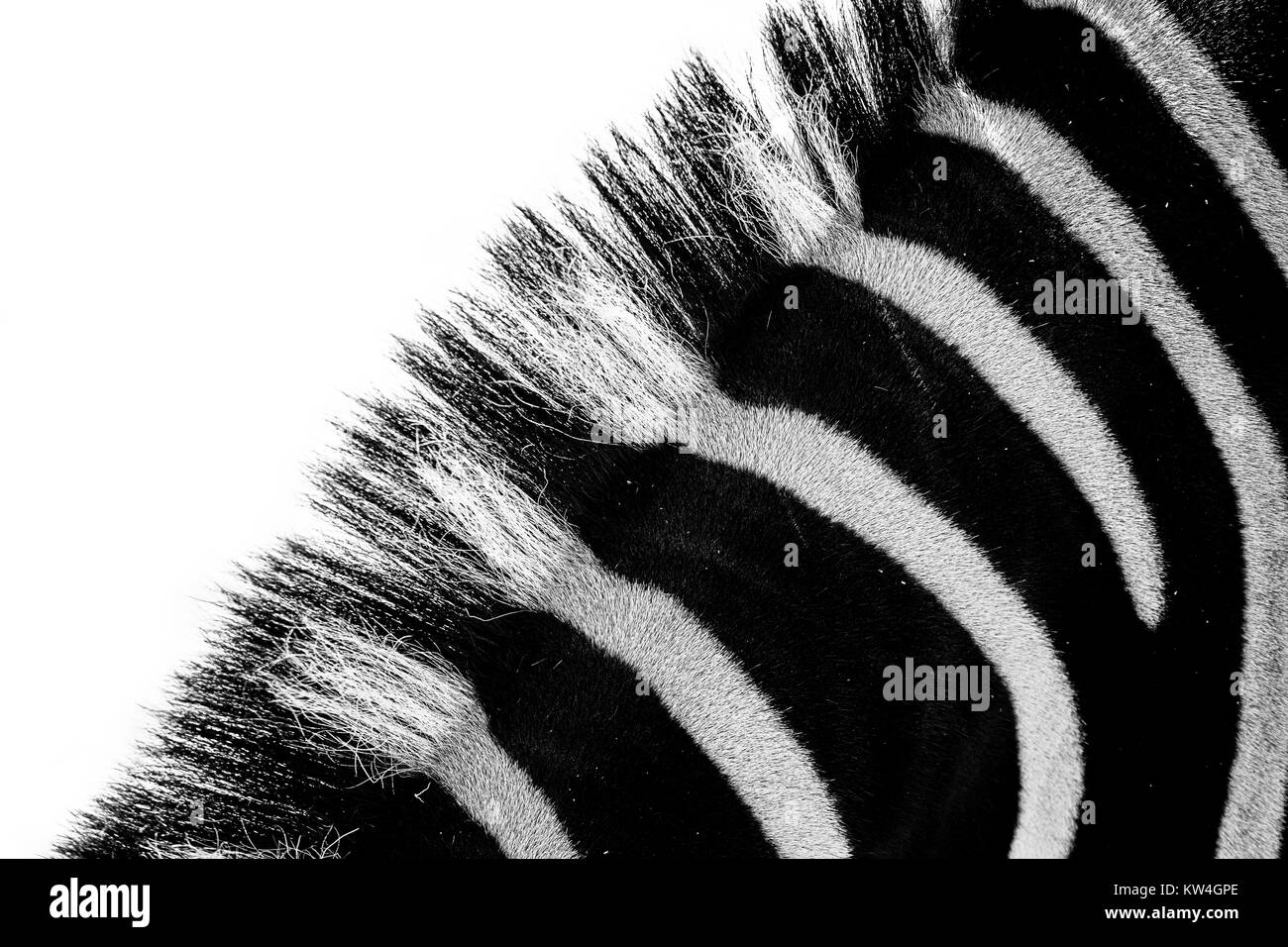 Zebra illustration wallpaper Black and White Stock Photos & Images - Alamy