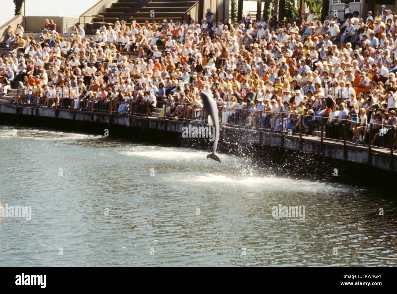 A crowd looks on while a trained dolphin leaps into the air at Sea ...