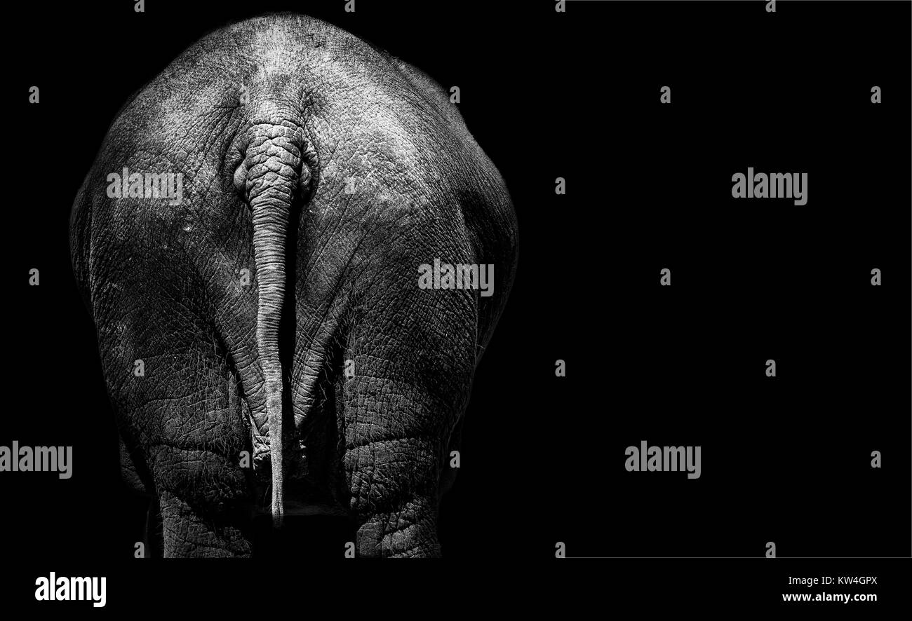 Tail Elephant, Elephant Rear View Stock Photo - Alamy