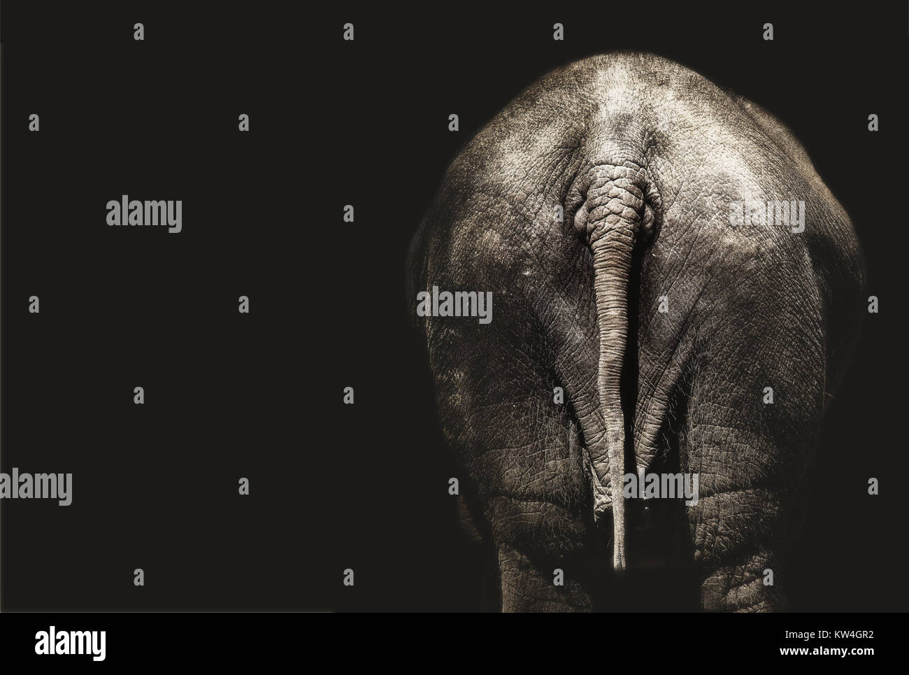 Tail Elephant, Elephant Rear View Stock Photo - Alamy