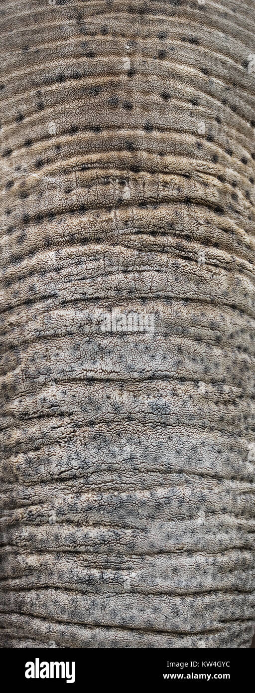 Elephant trunk, Skin texture Stock Photo - Alamy