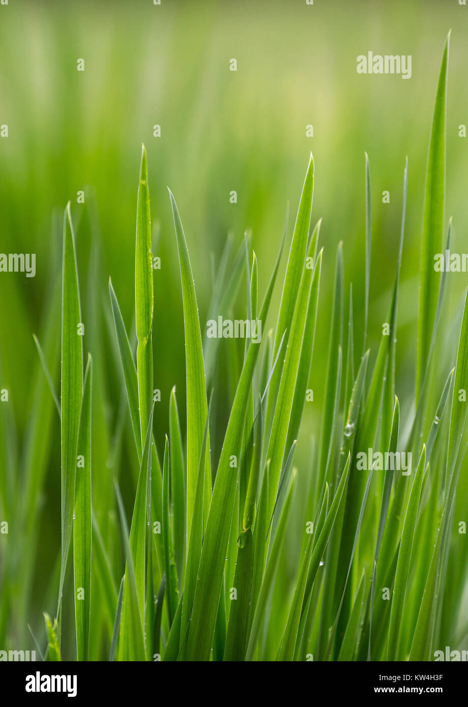 Green grass, spring, lawn Stock Photo - Alamy