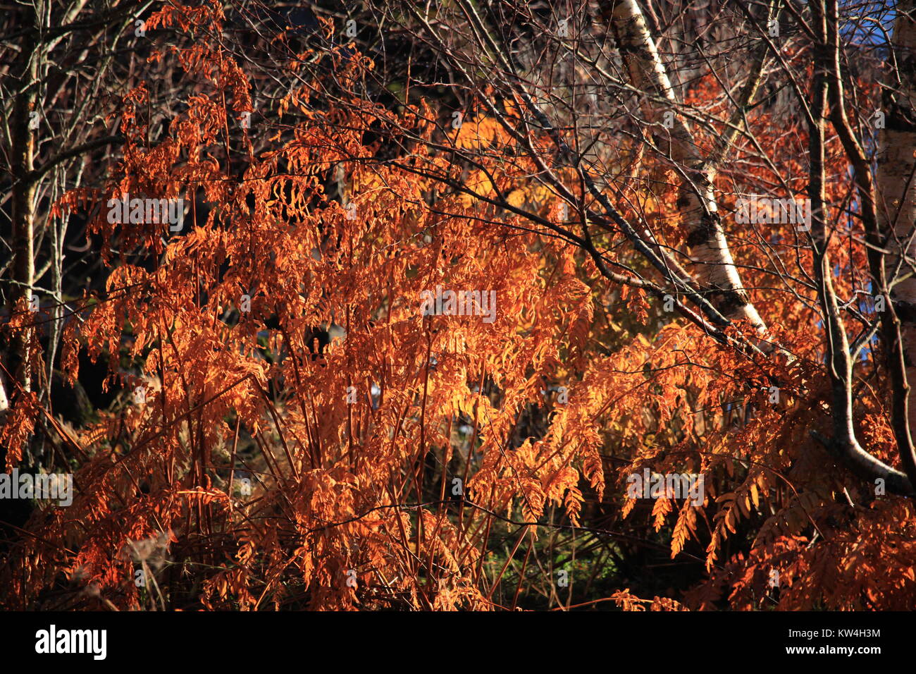 Autumn Leaves in Ireland Stock Photo - Alamy