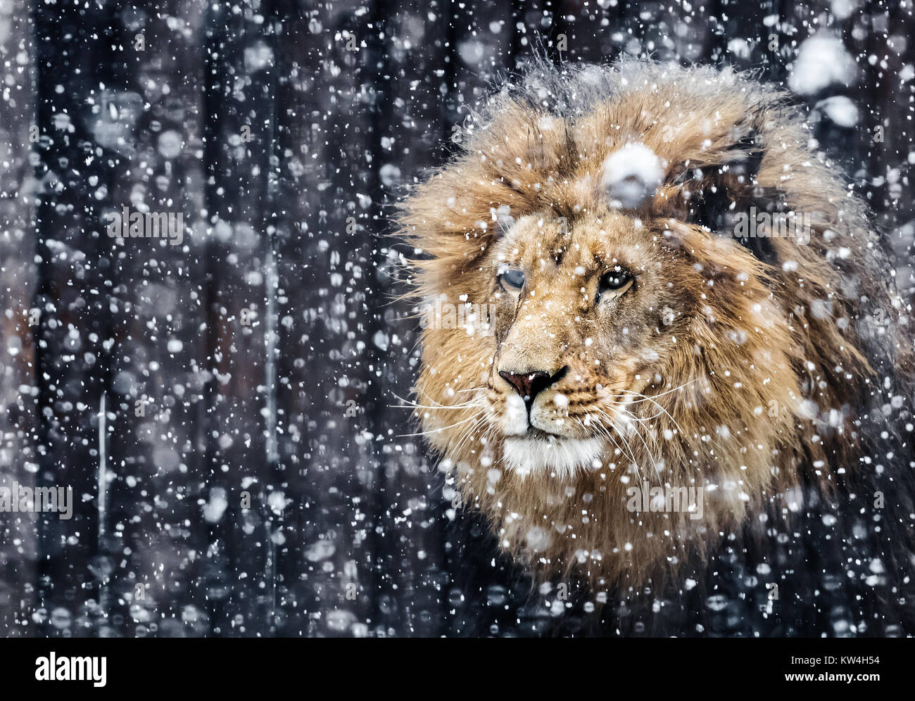 Lion snow africa hi-res stock photography and images - Alamy