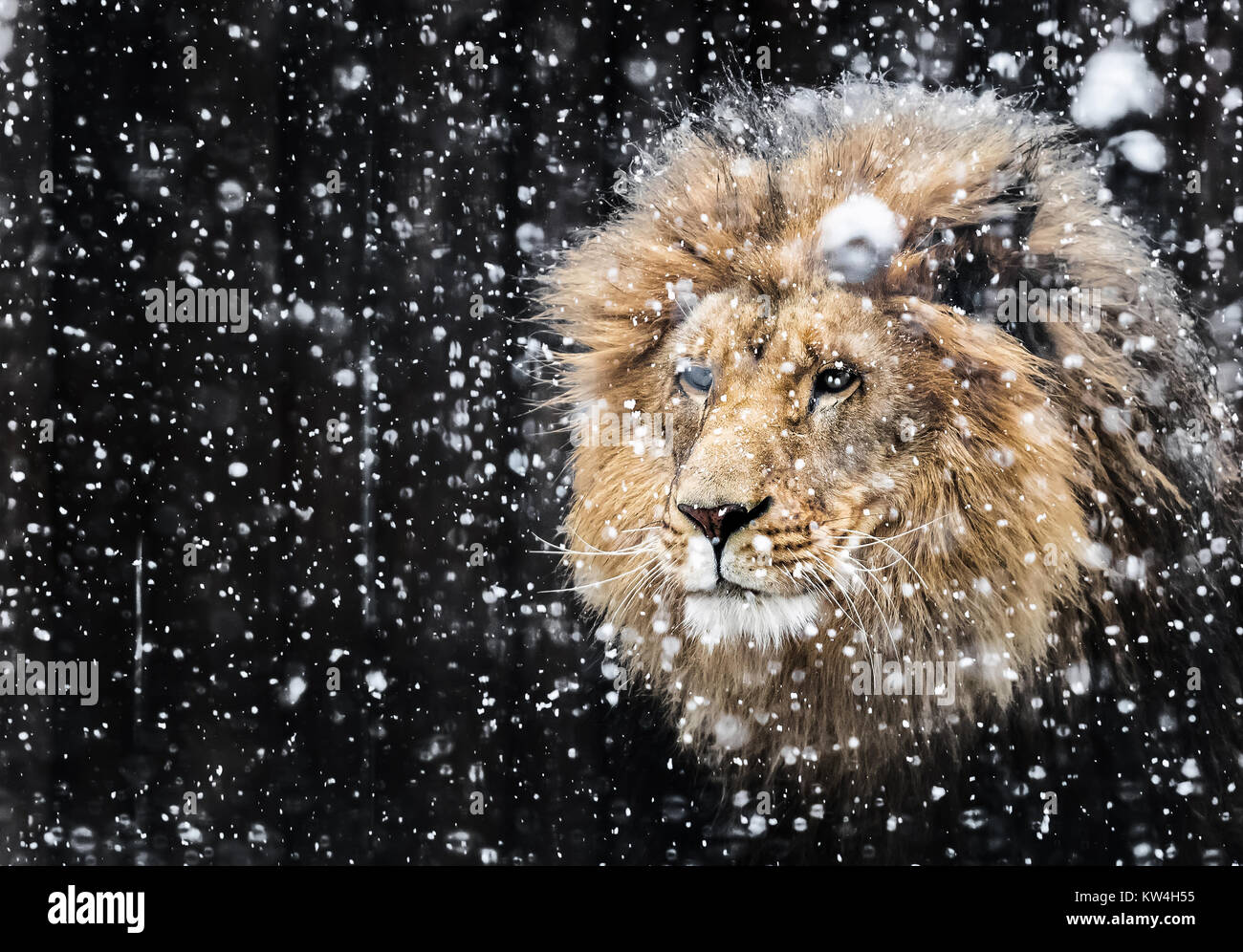 Lion snow africa hi-res stock photography and images - Alamy