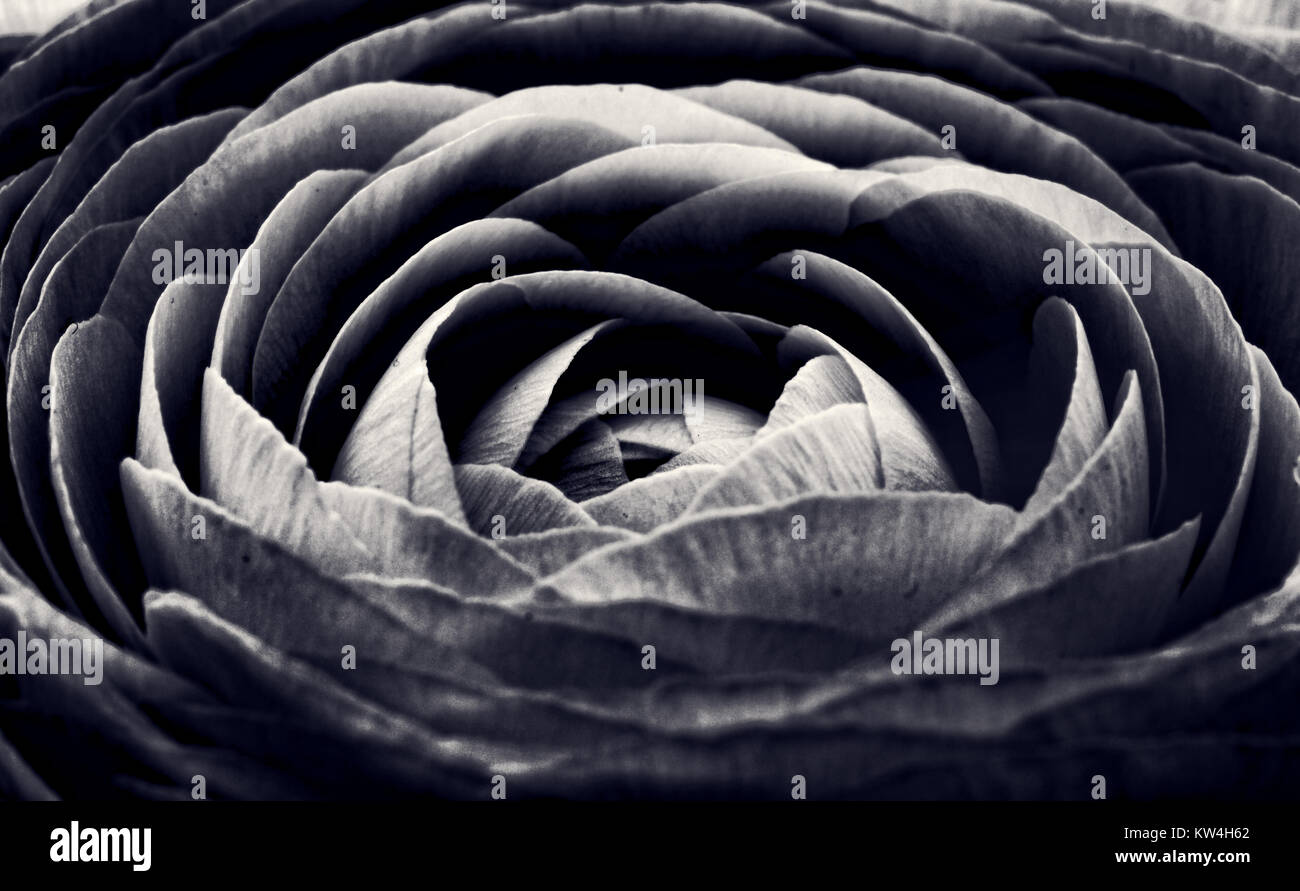 Hard flower, ranunculus Stock Photo - Alamy