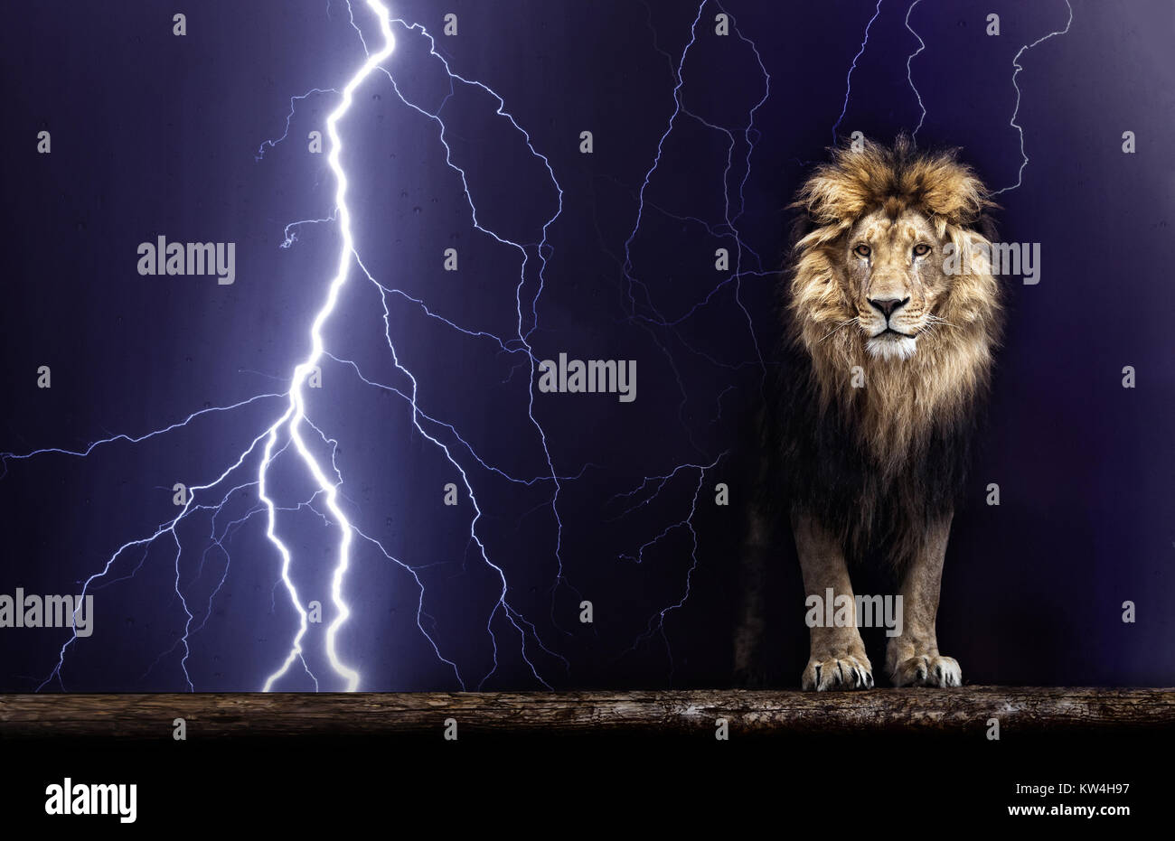 Portrait of a Beautiful lion, Lion and lightning Stock Photo - Alamy