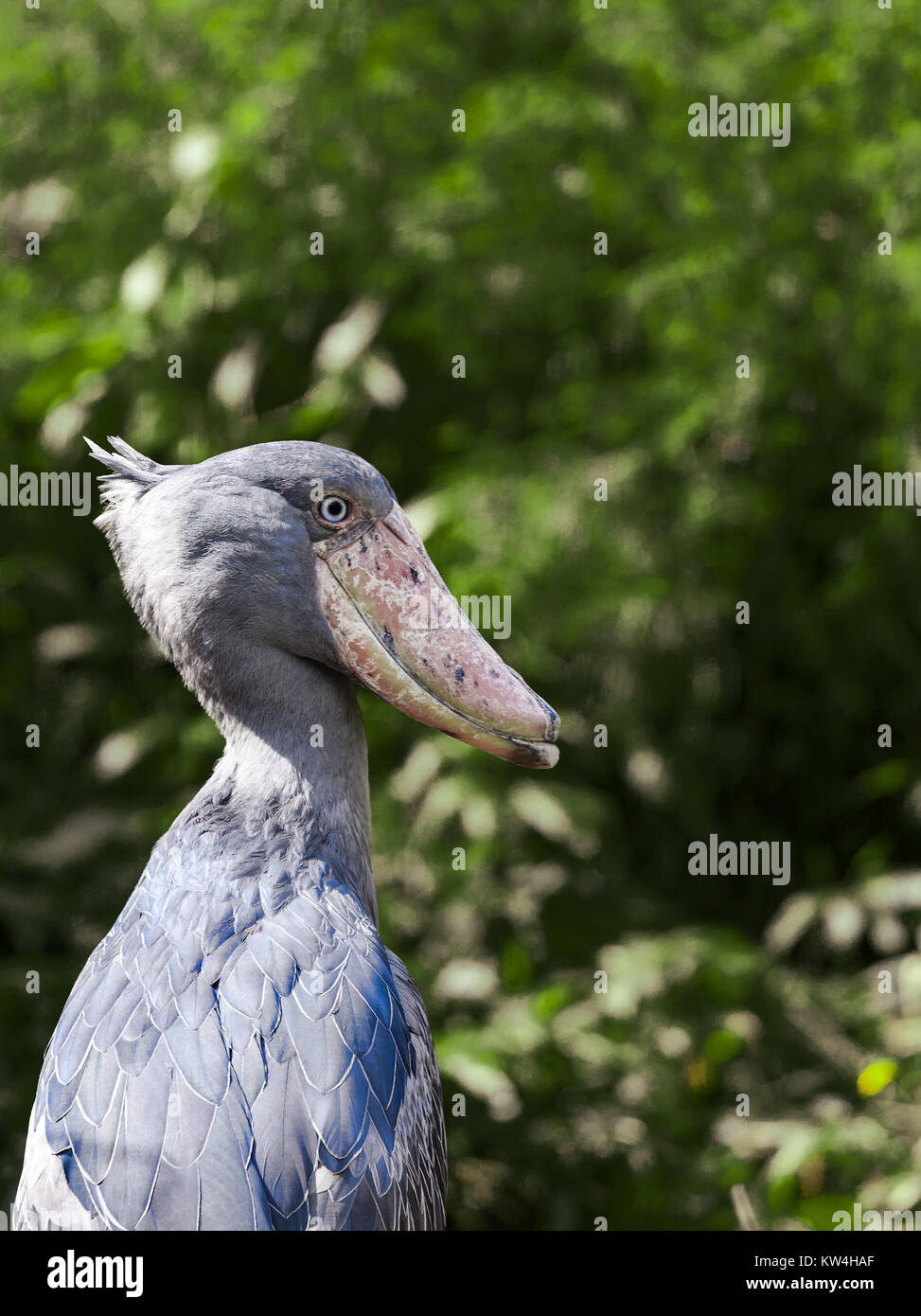 Shoebill flying africa hi-res stock photography and images - Alamy