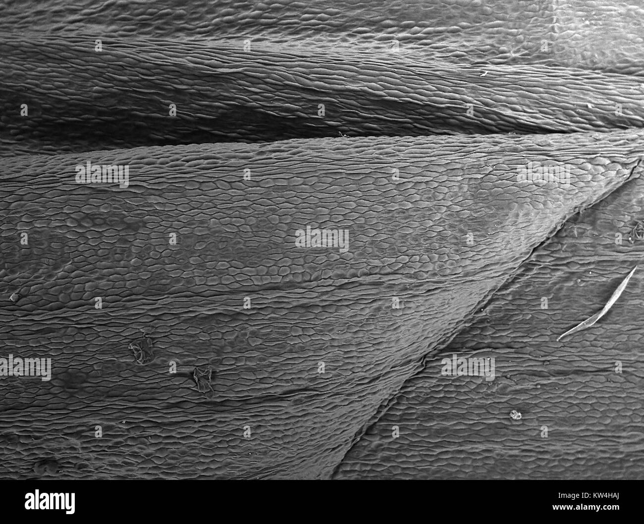 Scanning electron microscope (SEM) micrograph depicting the petal of a ...