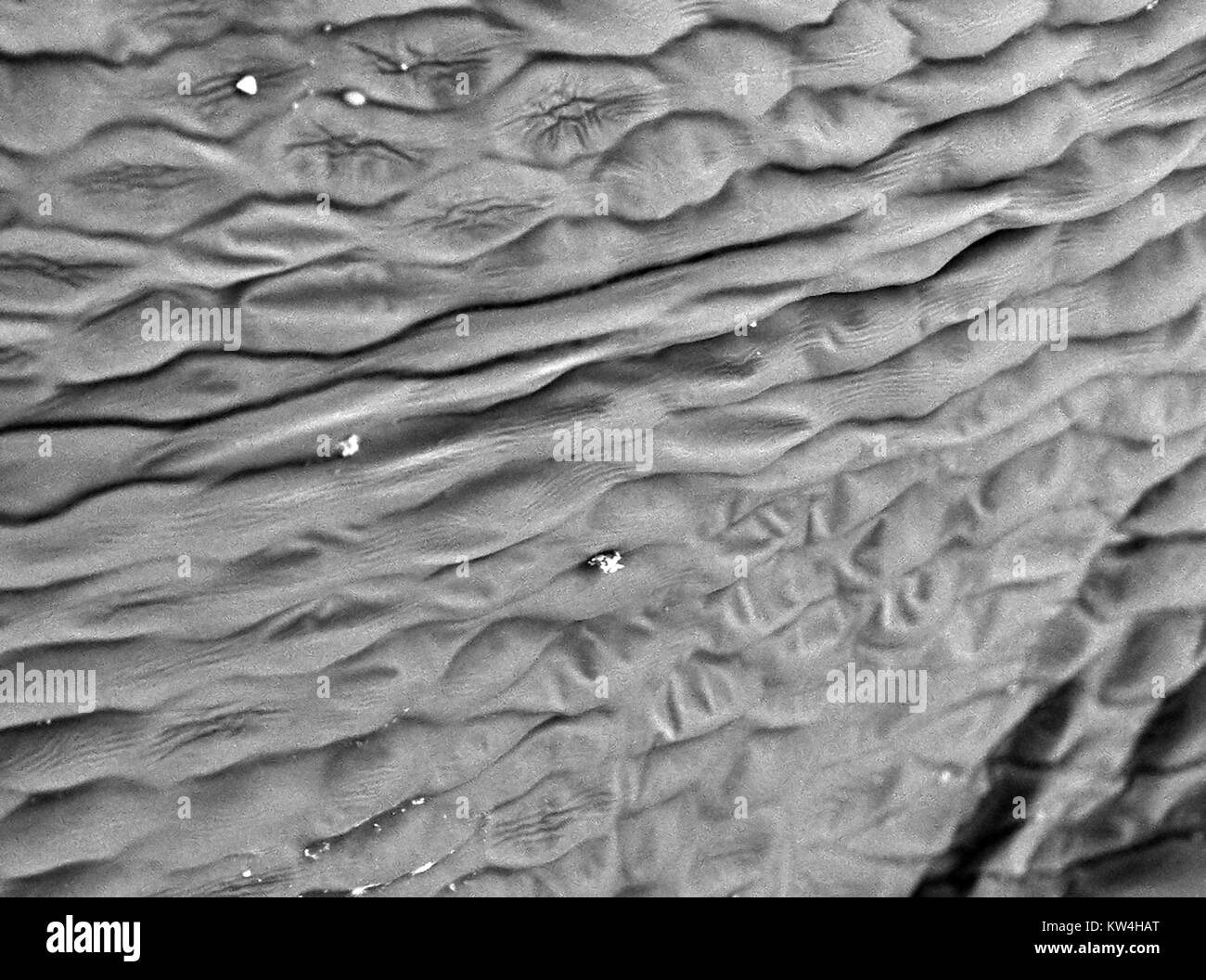 Scanning electron microscope (SEM) micrograph depicting the petal of a ...