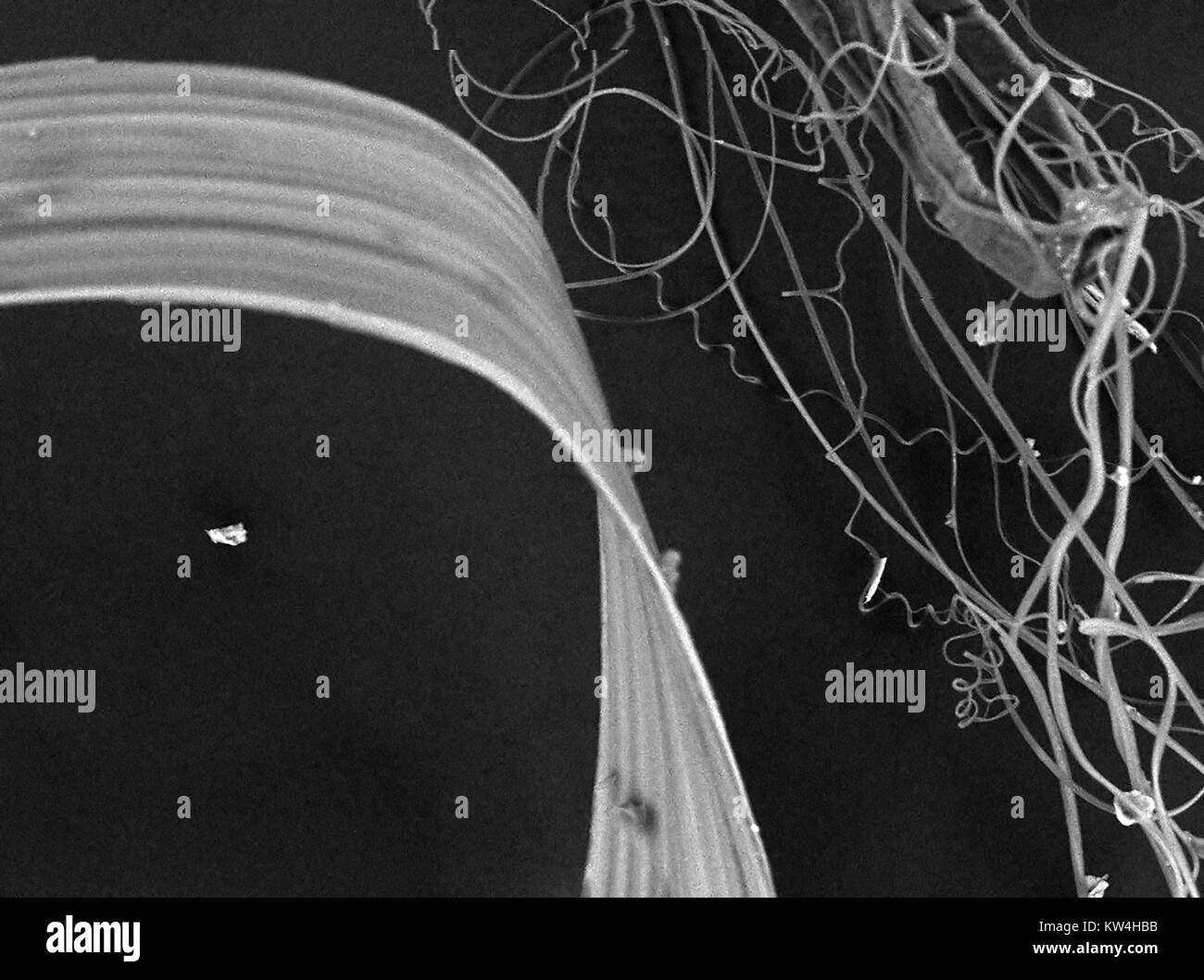 Scanning electron microscope (SEM) micrograph showing spider's silk ...