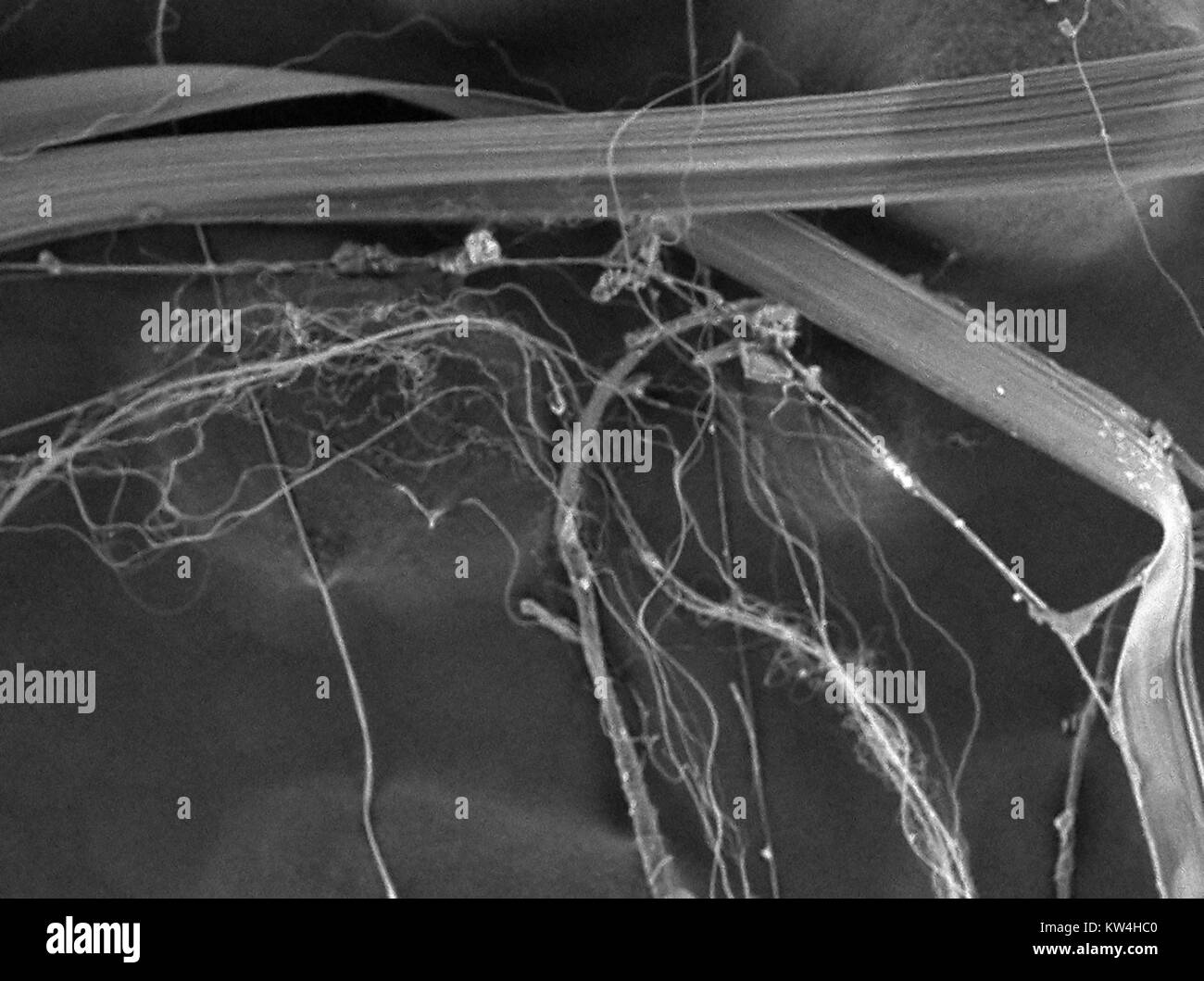 Scanning electron microscope (SEM) micrograph showing spider's silk ...