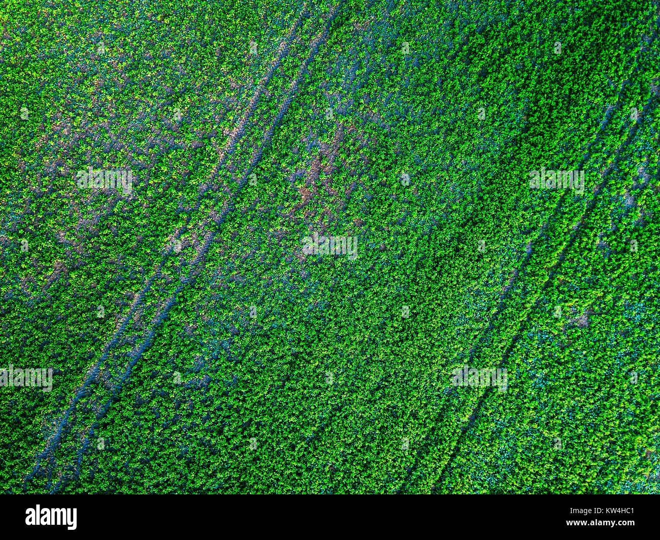 Green country field with row lines, top view, aerial photo Stock Photo ...