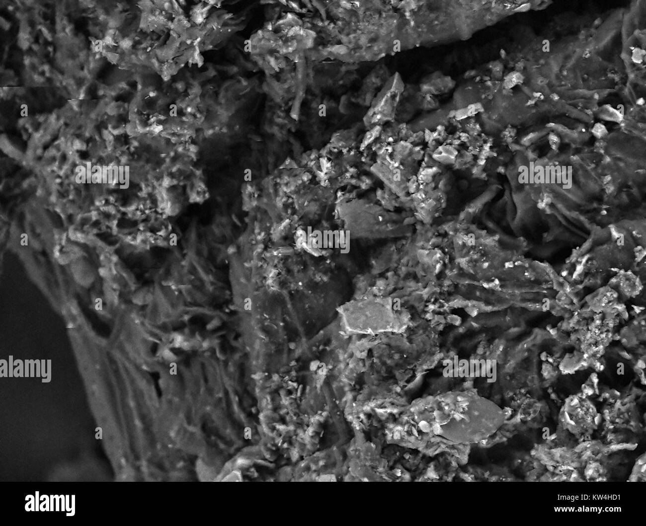 Scanning electron microscope (SEM) micrograph of a plant root, with ...