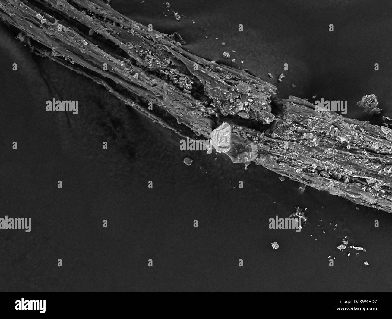 Scanning electron microscope (SEM) micrograph of a plant root, with ...