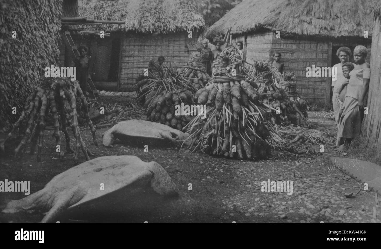 Native foods of the Fiji Islands, including taro, turtles and yangona ...