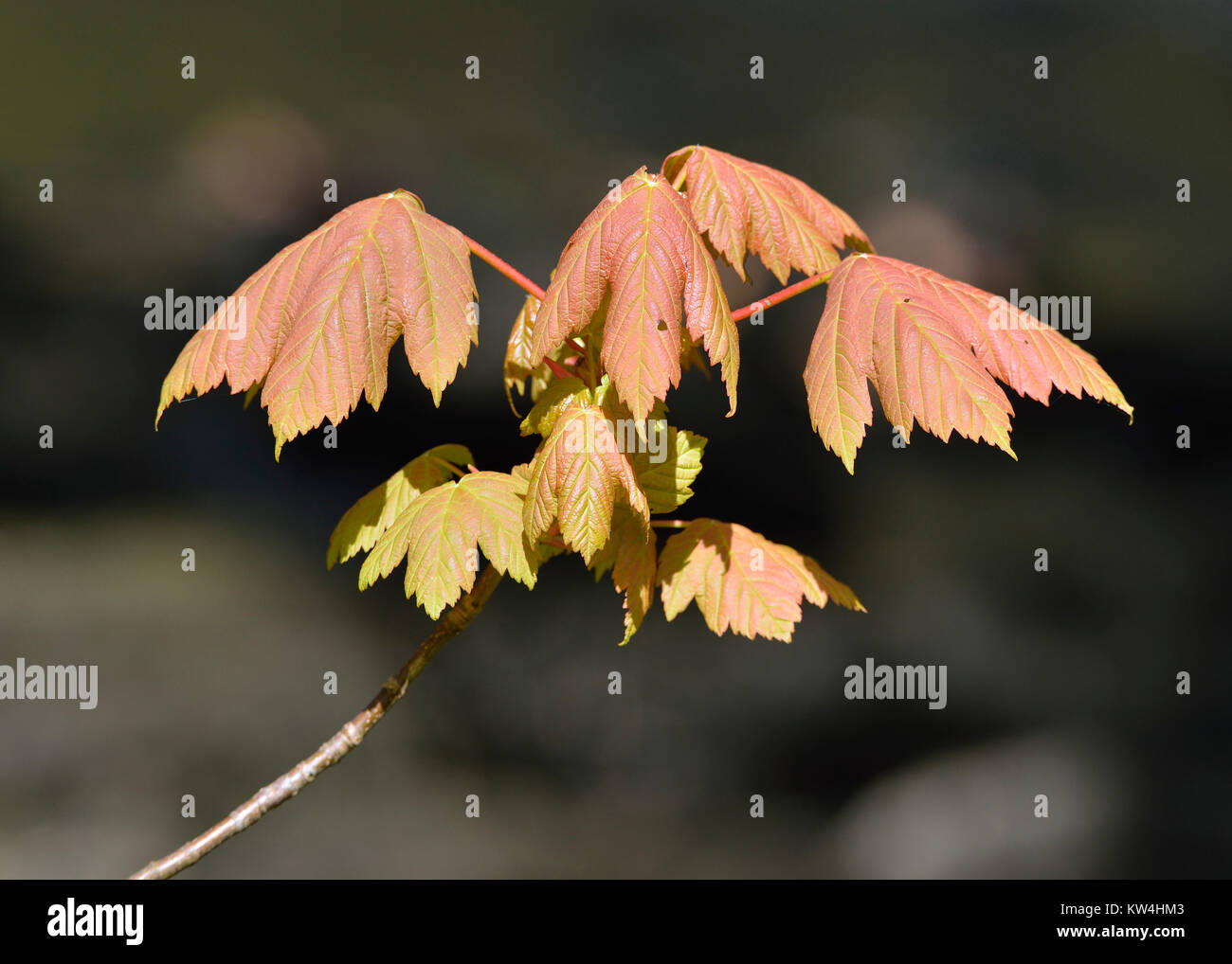 Sycamore - Acer pseudoplatanus Fresh spring leaves Stock Photo - Alamy