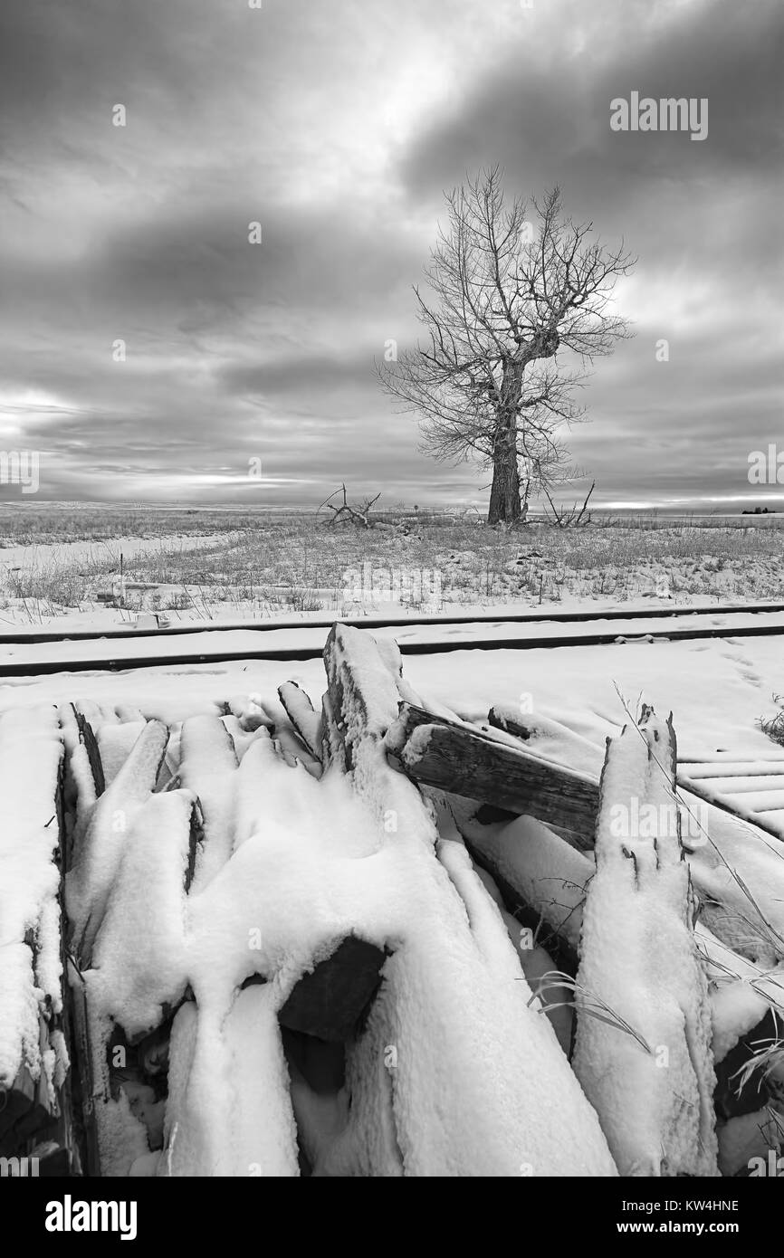 A black and white image of a barren tree in a snowy field near ...