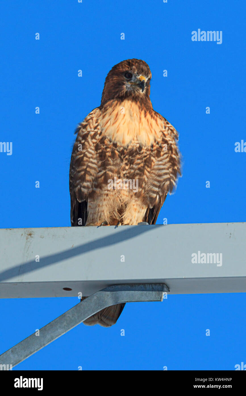 A red-tailed hawk is perched on a metal post against a blue sky on the ...