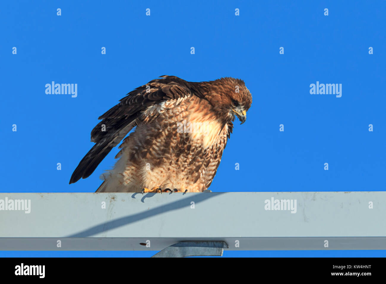 A red-tailed hawks gets ready to take flight from a metal post against ...