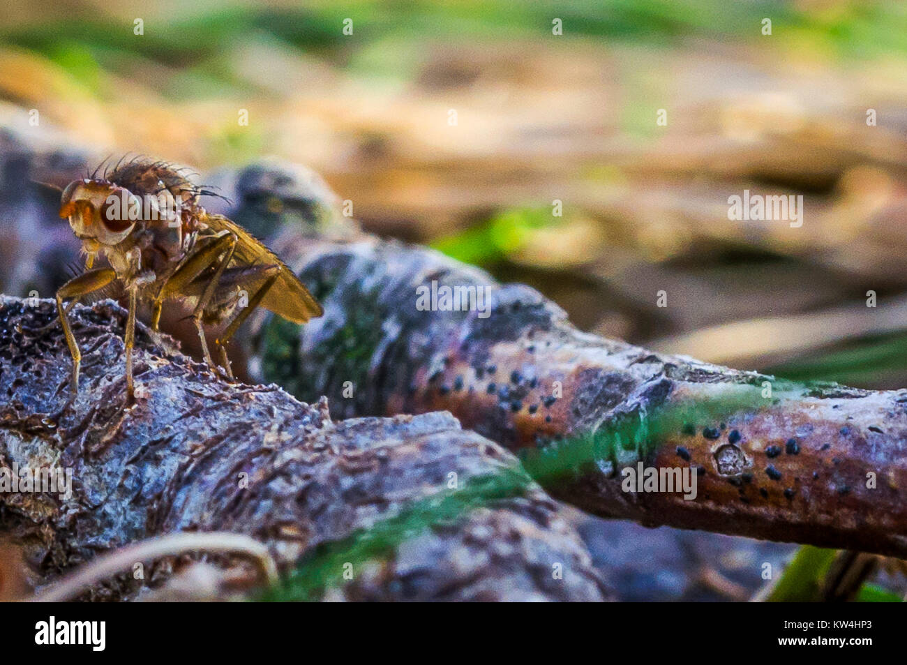 A picture of a truffle fly , Provence, France Stock Photo - Alamy