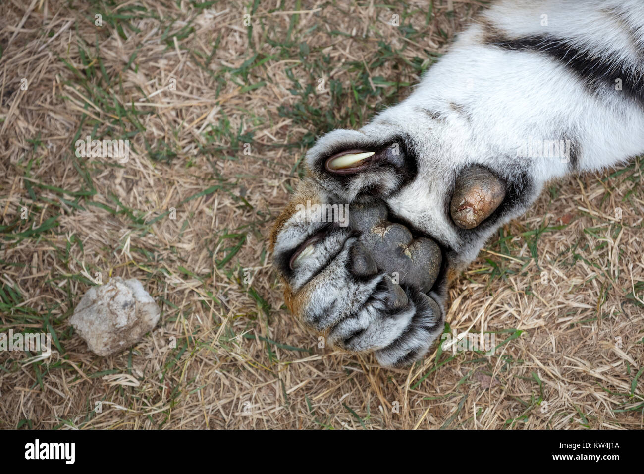 Tiger claw hi-res stock photography and images - Alamy