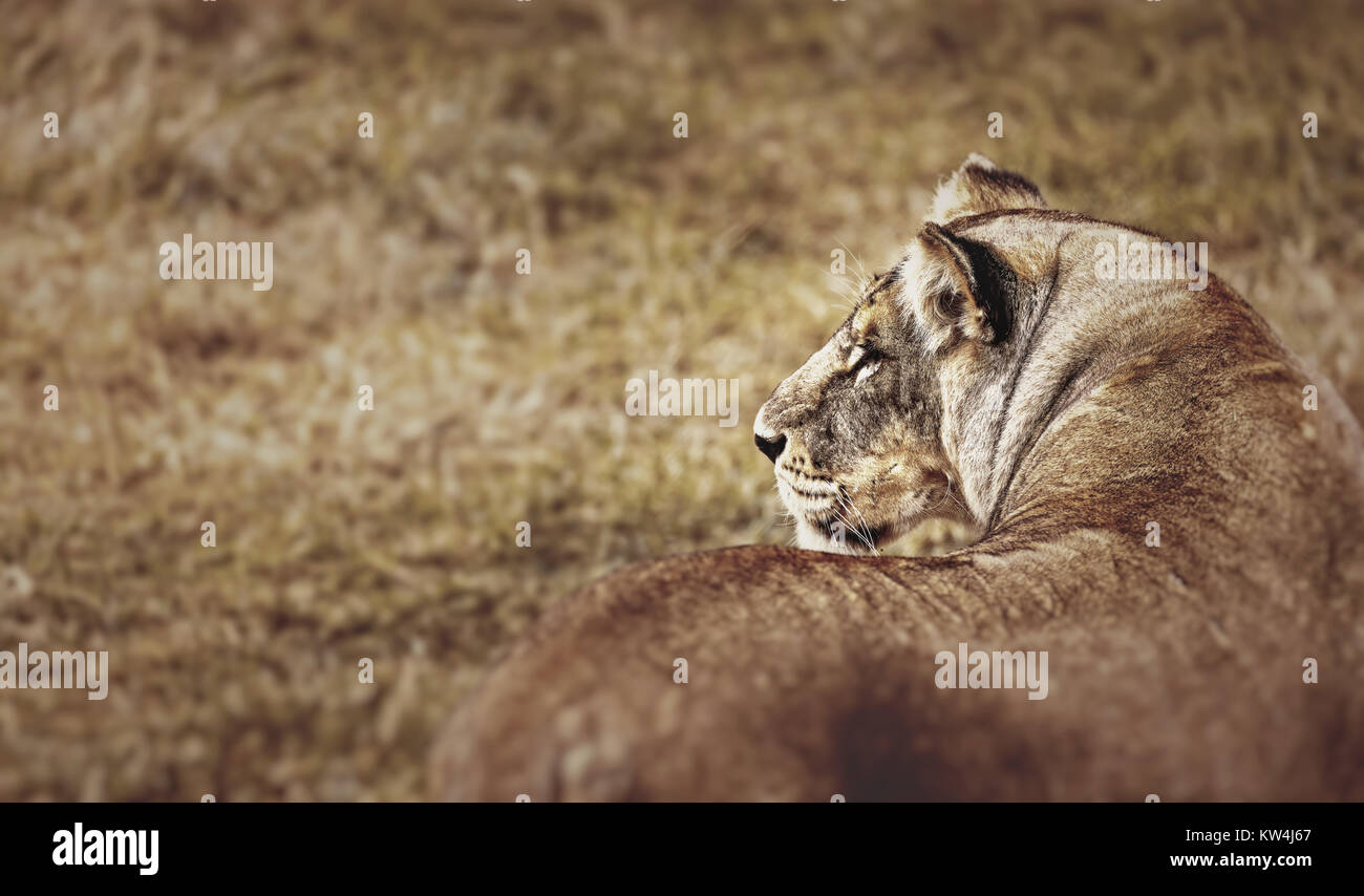 Portrait of a Beautiful lioness, retrospect Stock Photo - Alamy