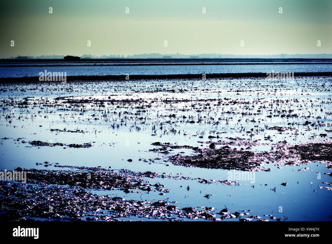 Landscape of marsh full of water at sunrise Stock Photo - Alamy