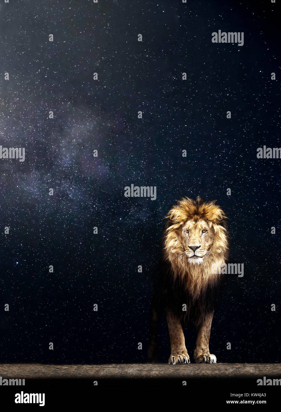 Lion hunting night hi-res stock photography and images - Alamy