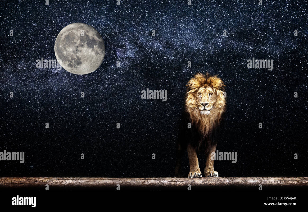 African lion, eyes, night hi-res stock photography and images - Alamy