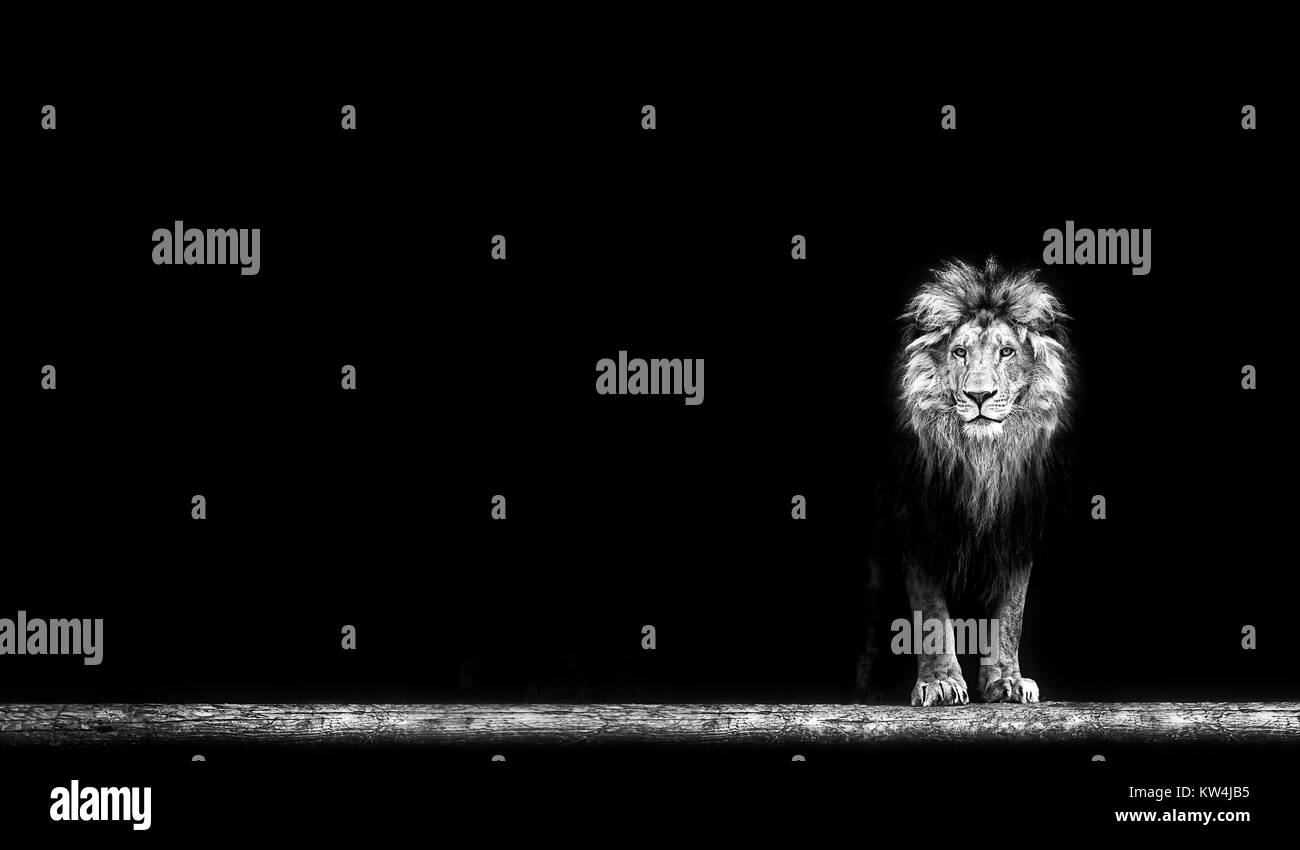 Portrait of a Beautiful lion, lion in the dark Stock Photo - Alamy