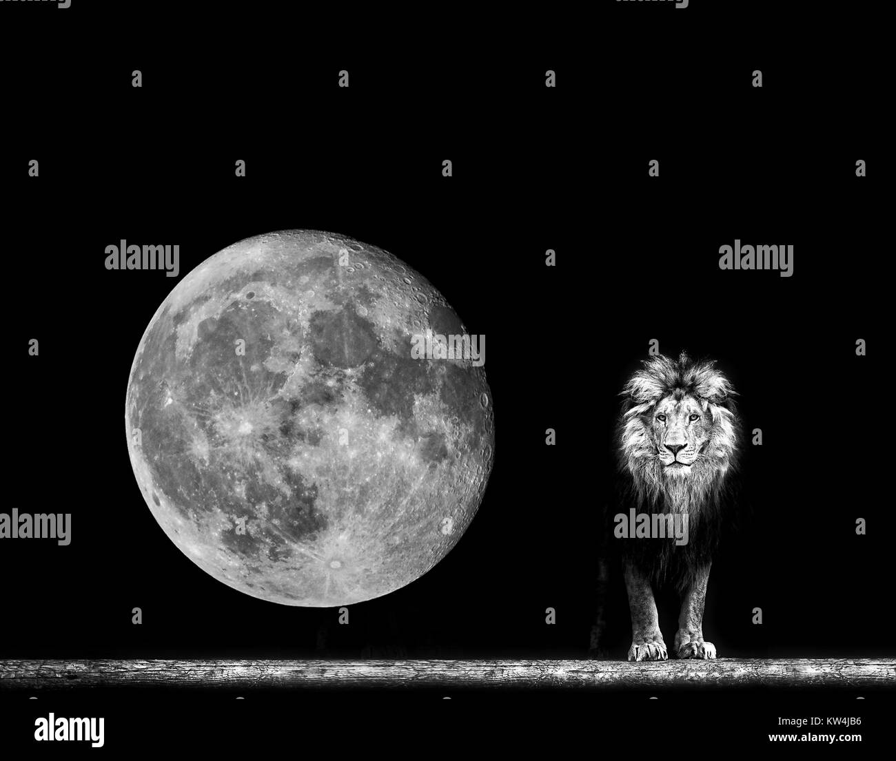 Portrait of a Beautiful lion, lion in the dark and moon Stock Photo - Alamy