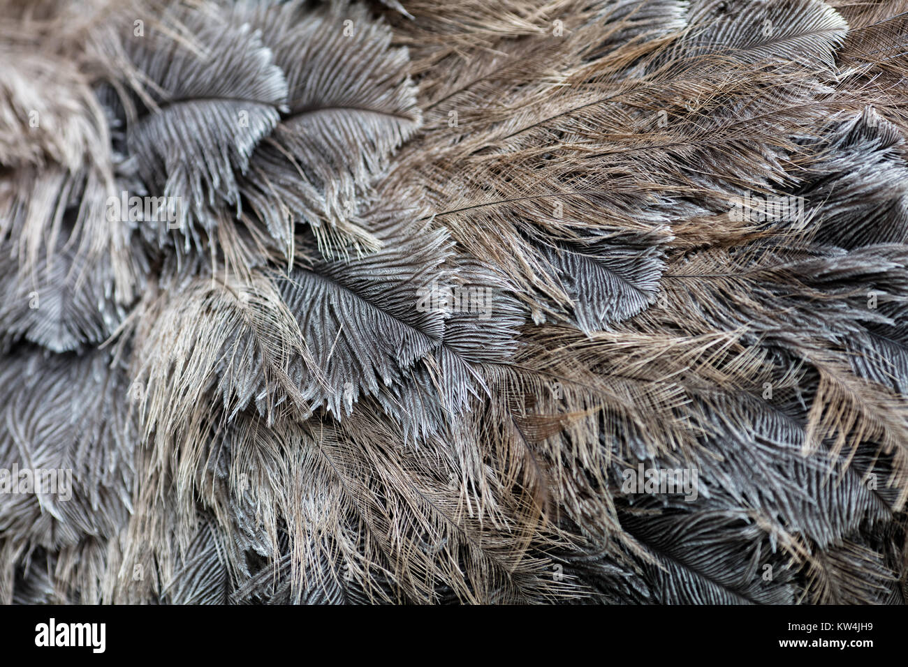 Ostrich bird feather brown texture background Stock Photo - Alamy