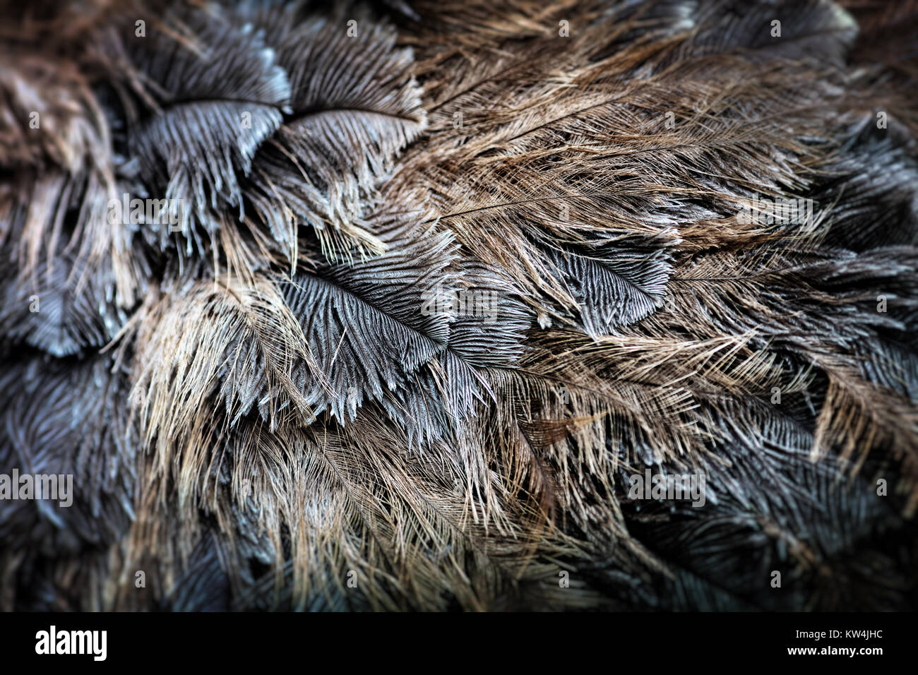 Ostrich bird feather brown texture background Stock Photo - Alamy