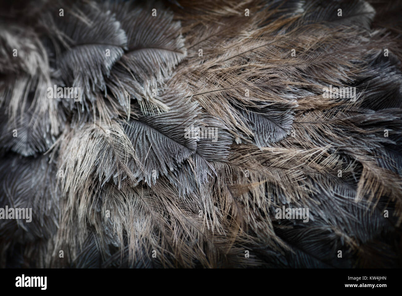 Ostrich bird feather brown texture background Stock Photo - Alamy
