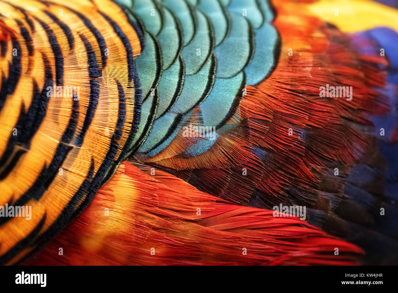Beautiful abstract background consisting of golden pheasant ,feather ...