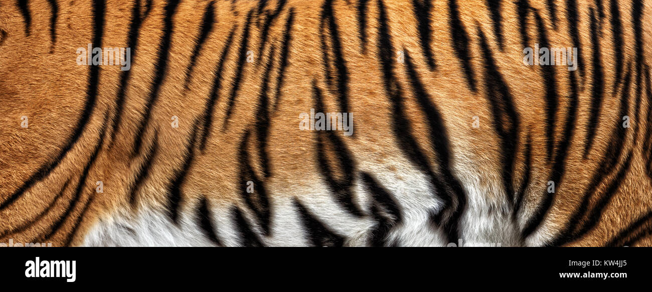 Tiger skin hi-res stock photography and images - Alamy