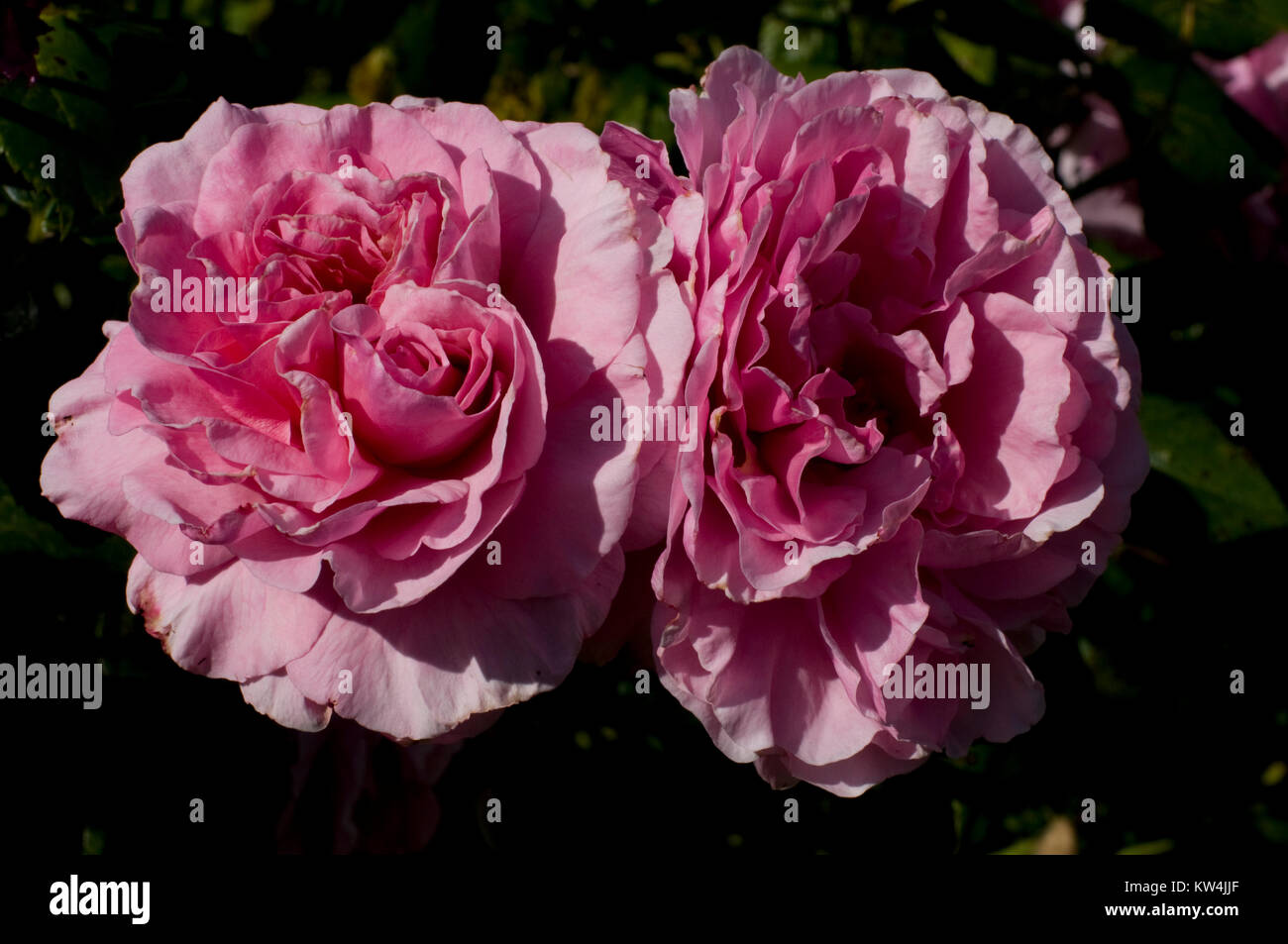 Clusters of pink roses Stock Photo - Alamy