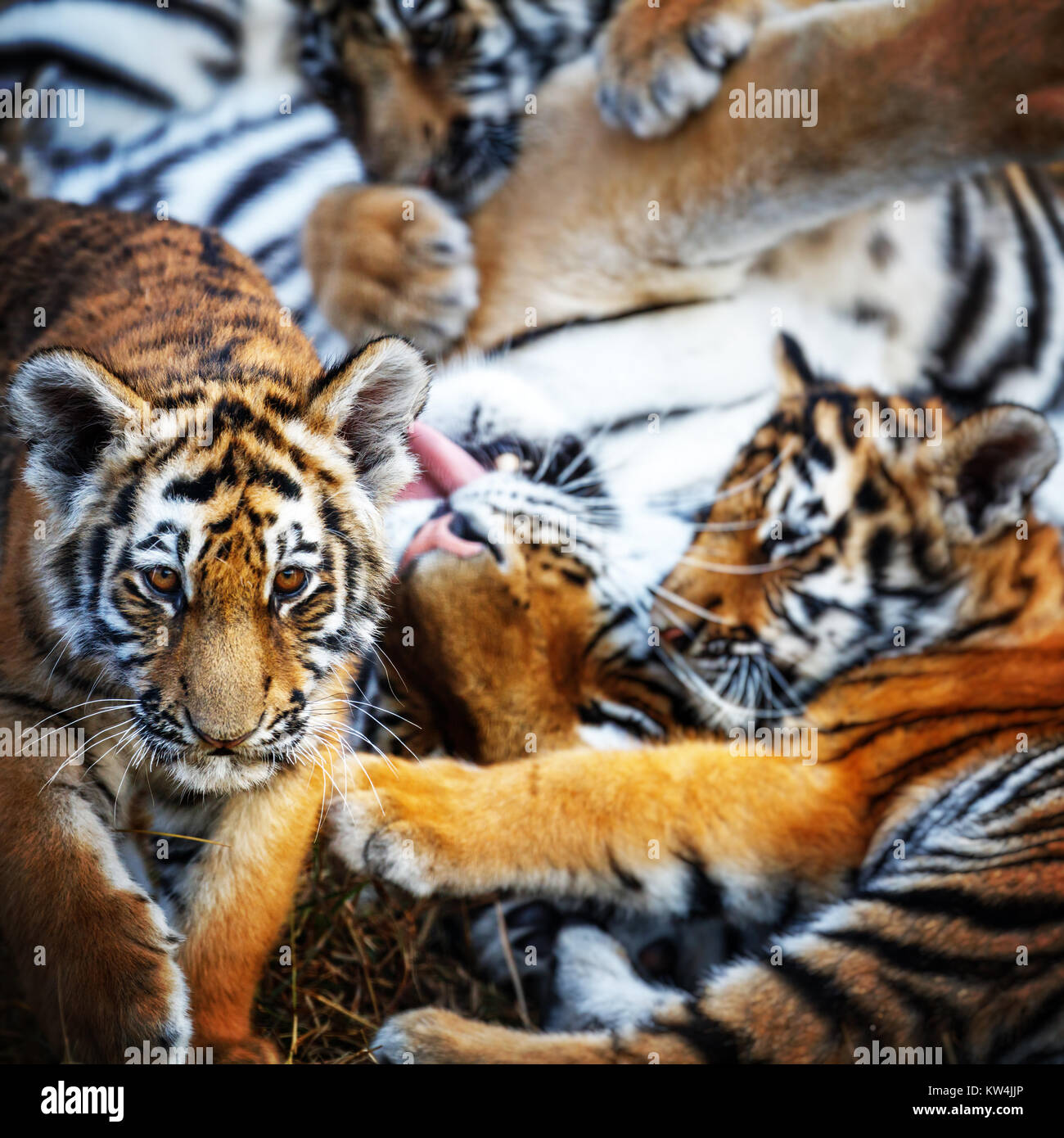 tigress with cub. tiger mother and her cub Stock Photo - Alamy