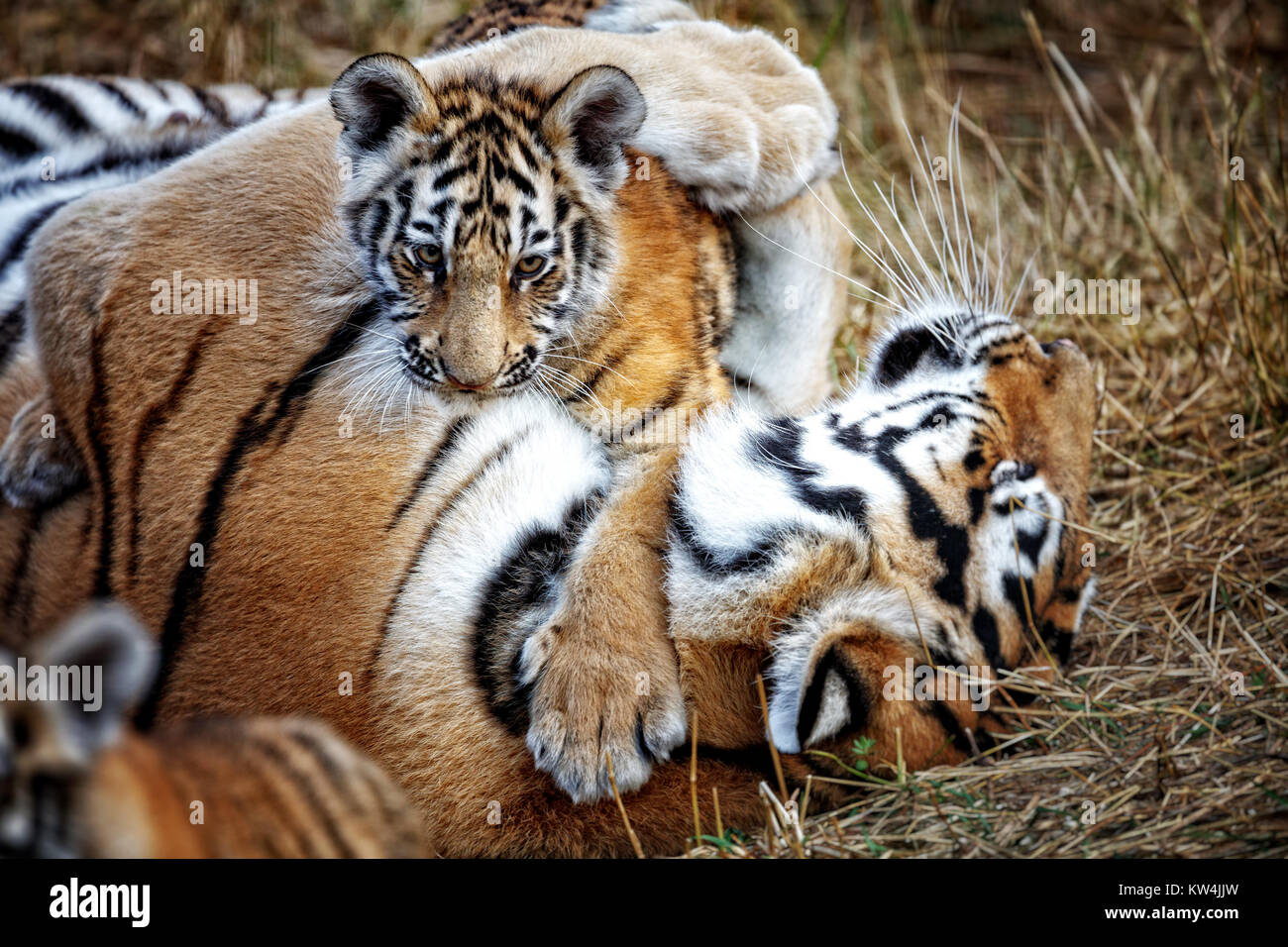 tigress with cub. tiger mother and her cub Stock Photo - Alamy