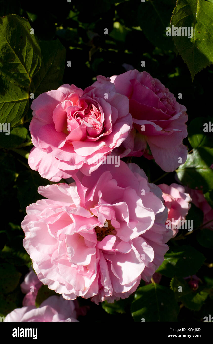 Clusters of pink roses Stock Photo - Alamy