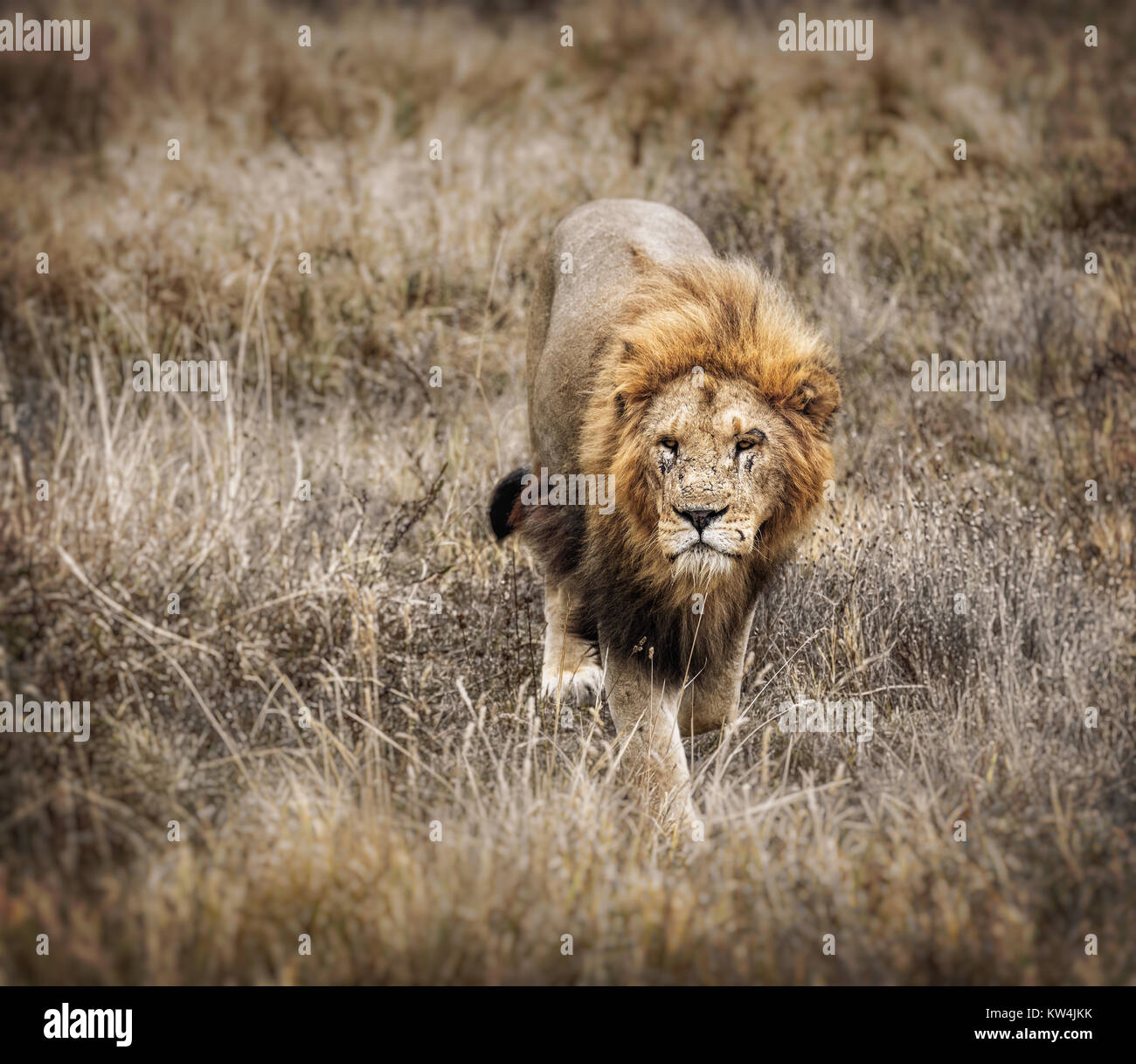 Beautiful Lion Caesar in the savanna. scorched grass. male with battle ...