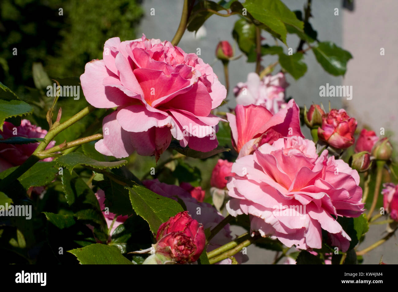 Clusters of pink roses Stock Photo - Alamy