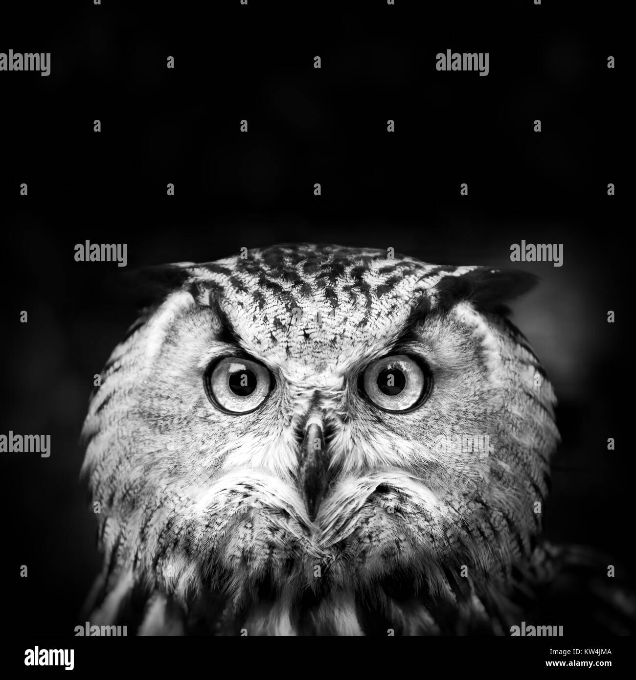 Owls Portrait. owl eyes Stock Photo - Alamy