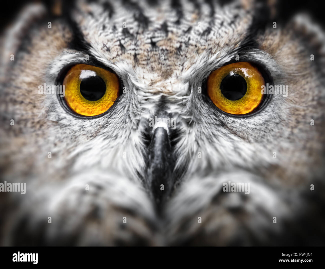 Devil owls hi-res stock photography and images - Alamy