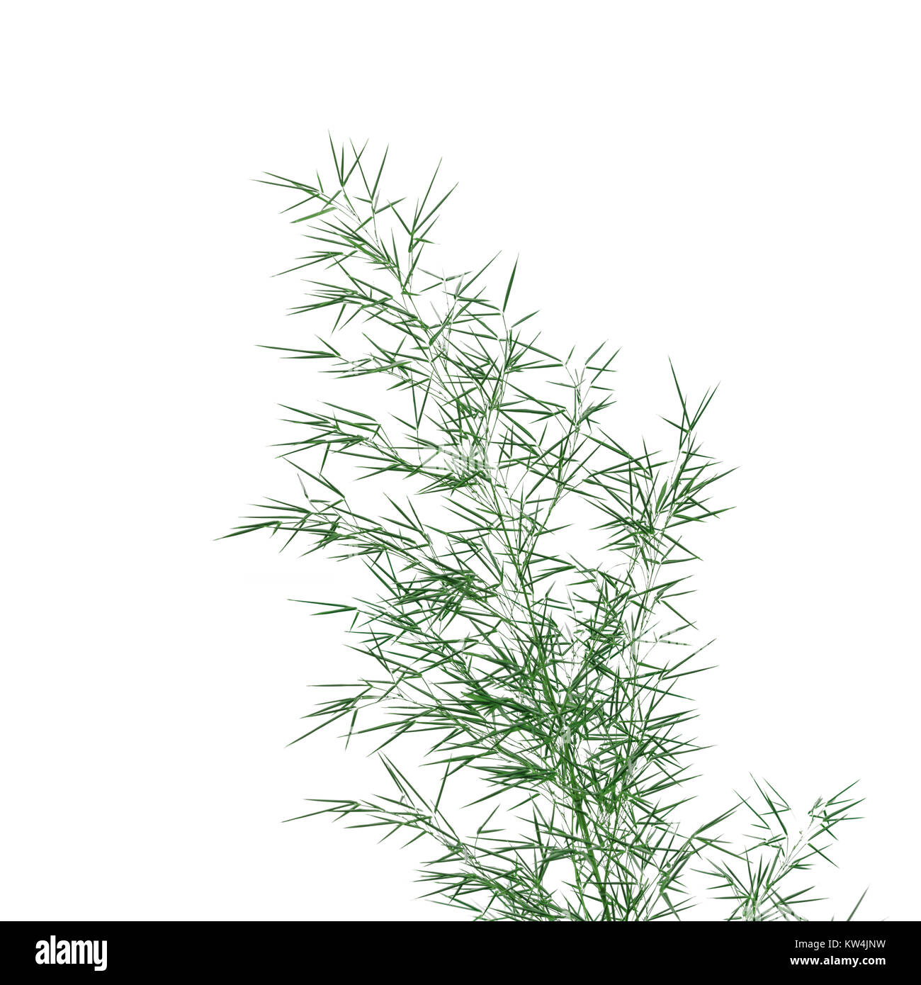 Bamboo on white background. green bamboo branch Stock Photo - Alamy